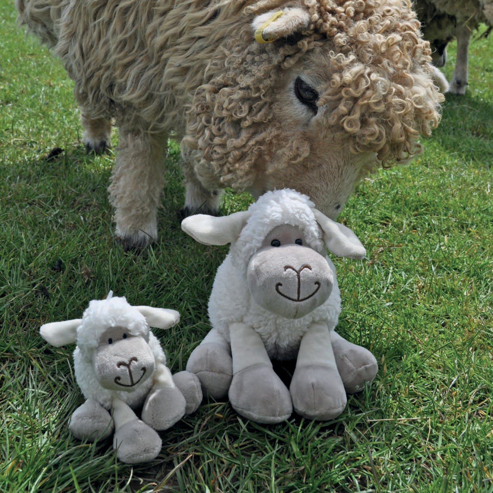 Snuggly Sheep – Jomanda